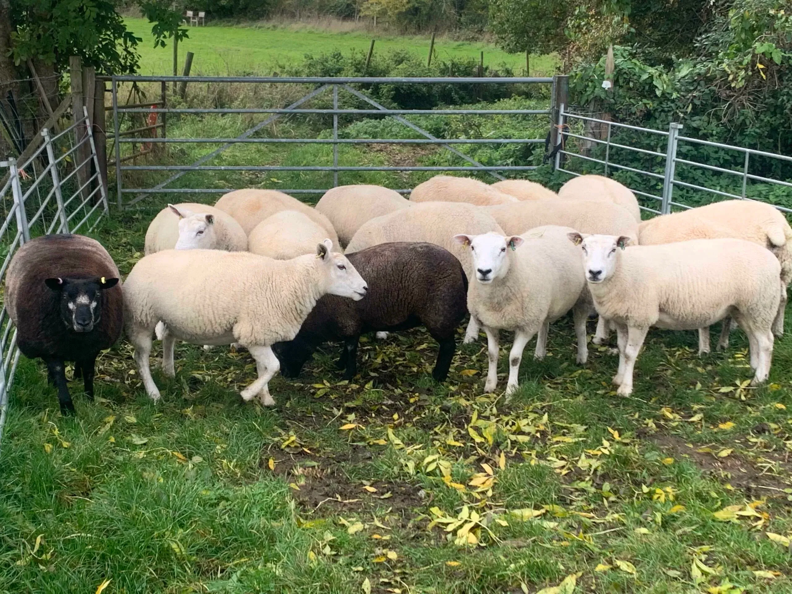 Buy Farm Fresh Lamb from The Hampshire Shepherd